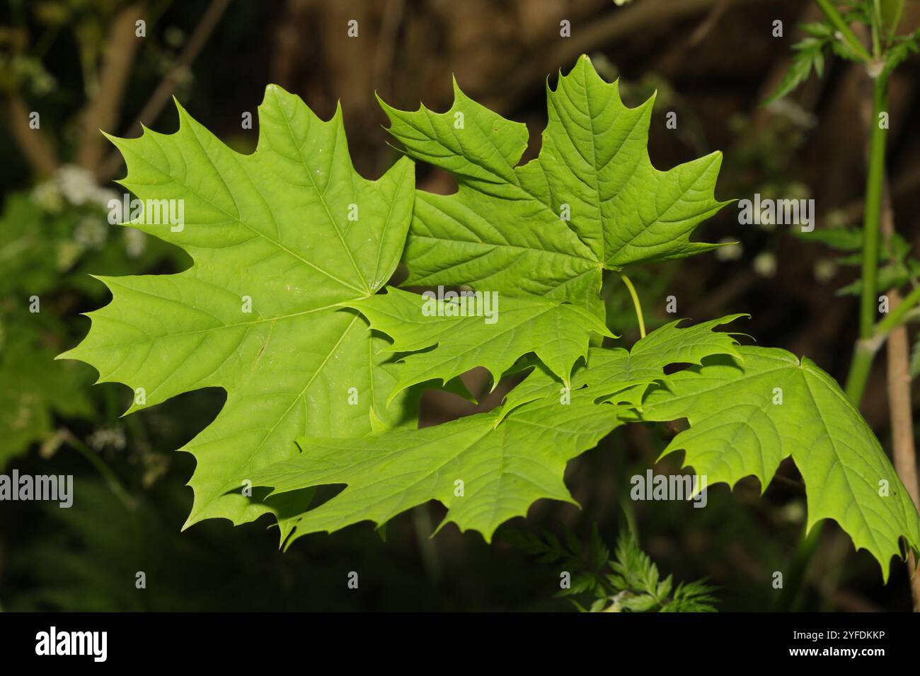 Norway maple (Acer platanoides Stock Photo - Alamy