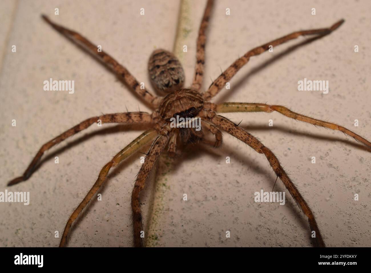 Pantropical Huntsman Spider (Heteropoda venatoria Stock Photo - Alamy