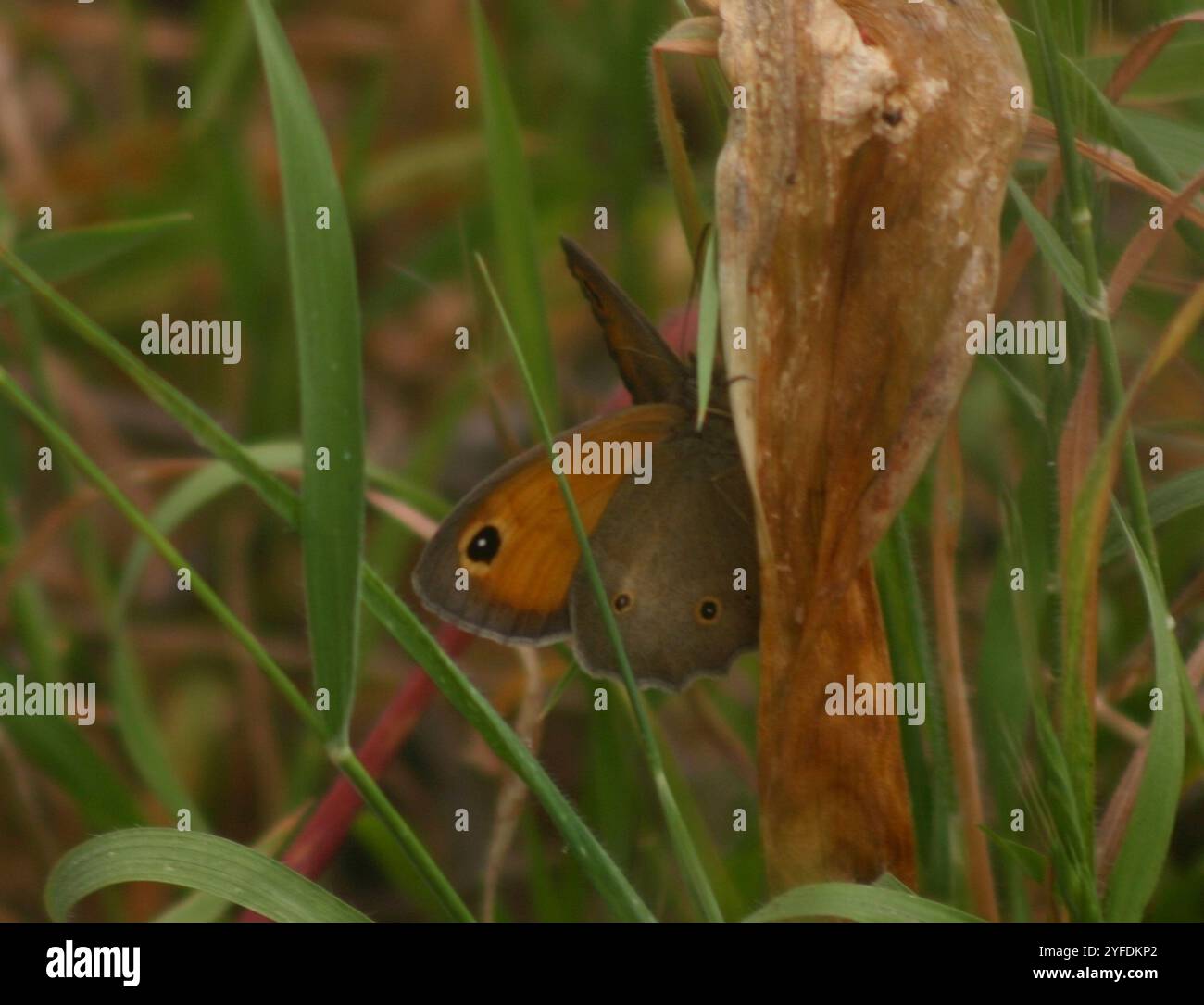Persian Meadow Brown (Maniola telmessia Stock Photo - Alamy