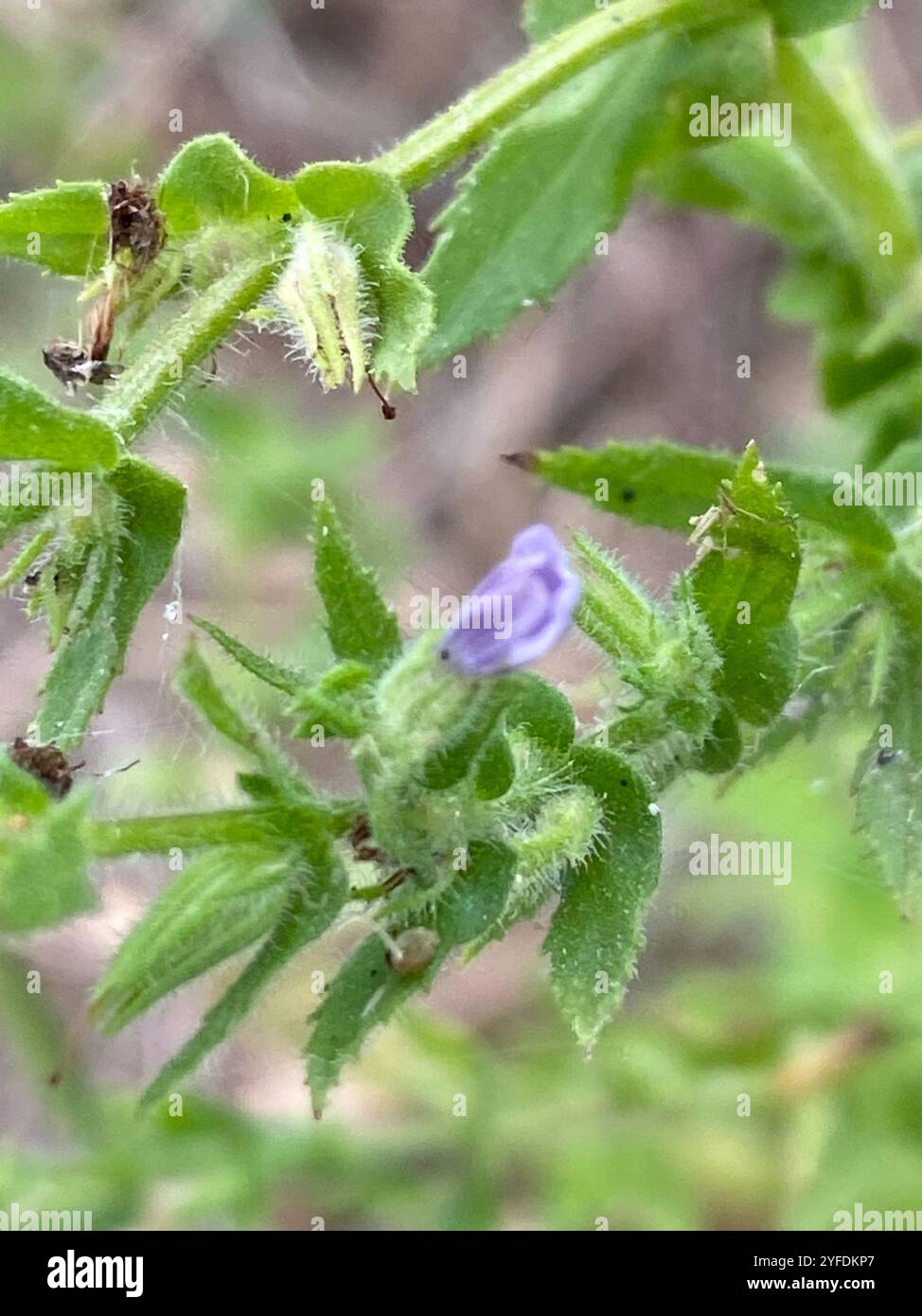 Obeah hi-res stock photography and images - Alamy