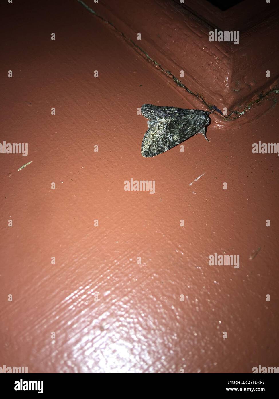 Brother Moth (Raphia frater Stock Photo - Alamy