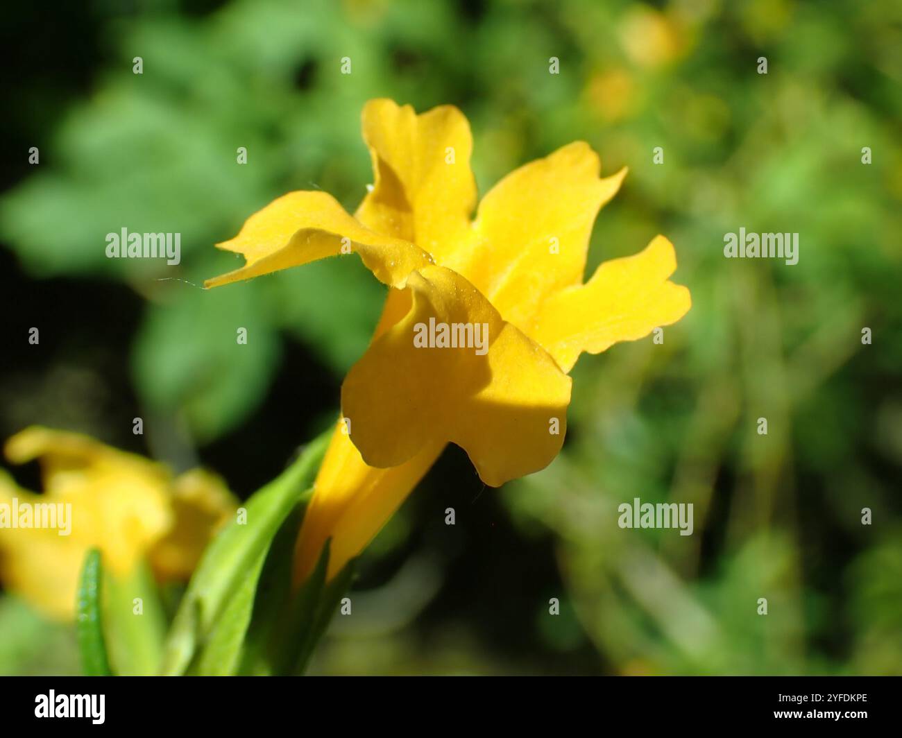 orange bush monkeyflower (Diplacus aurantiacus Stock Photo - Alamy