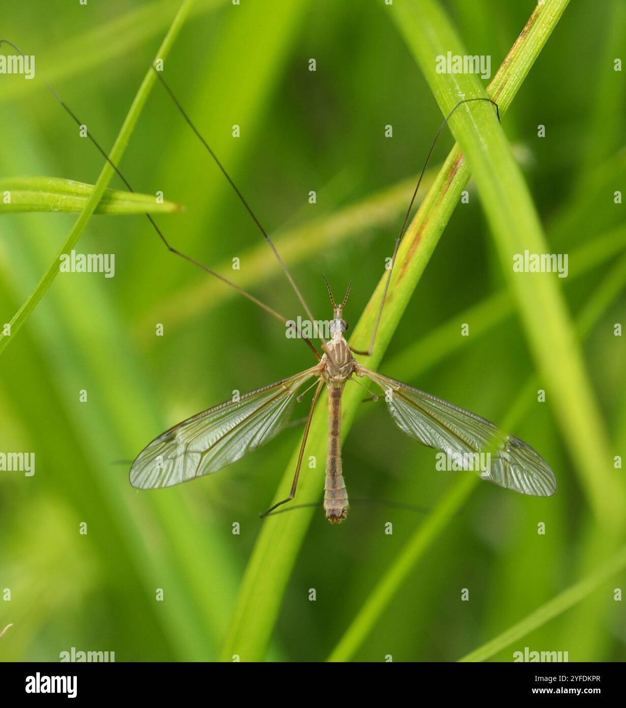 Common Crane Flies (Tipula Stock Photo - Alamy
