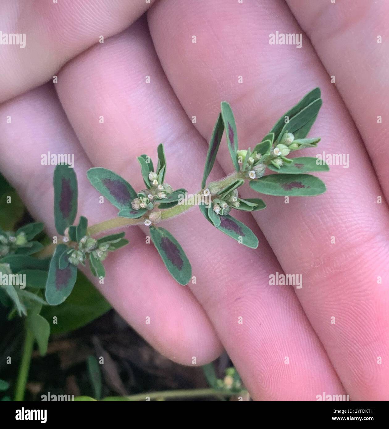 Spotted spurge (Euphorbia maculata Stock Photo - Alamy