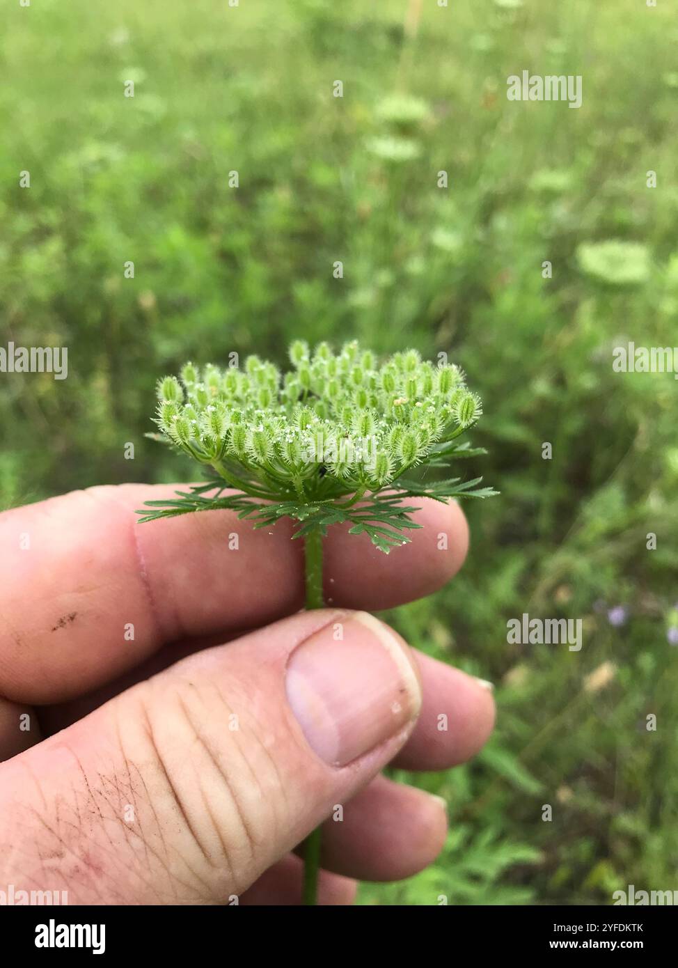American wild carrot (Daucus pusillus Stock Photo - Alamy