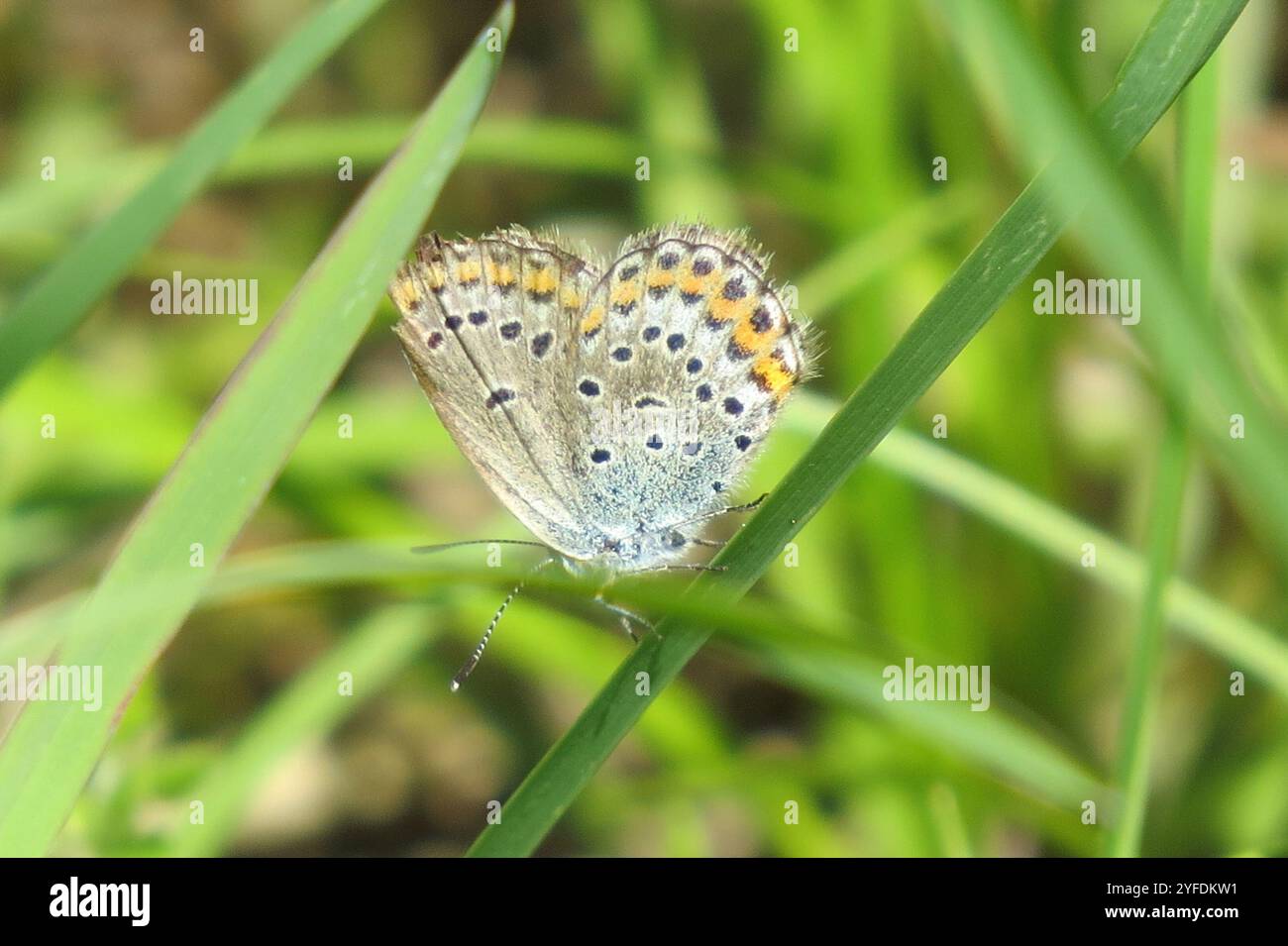 Reverdin's Blue (Plebejus argyrognomon Stock Photo - Alamy