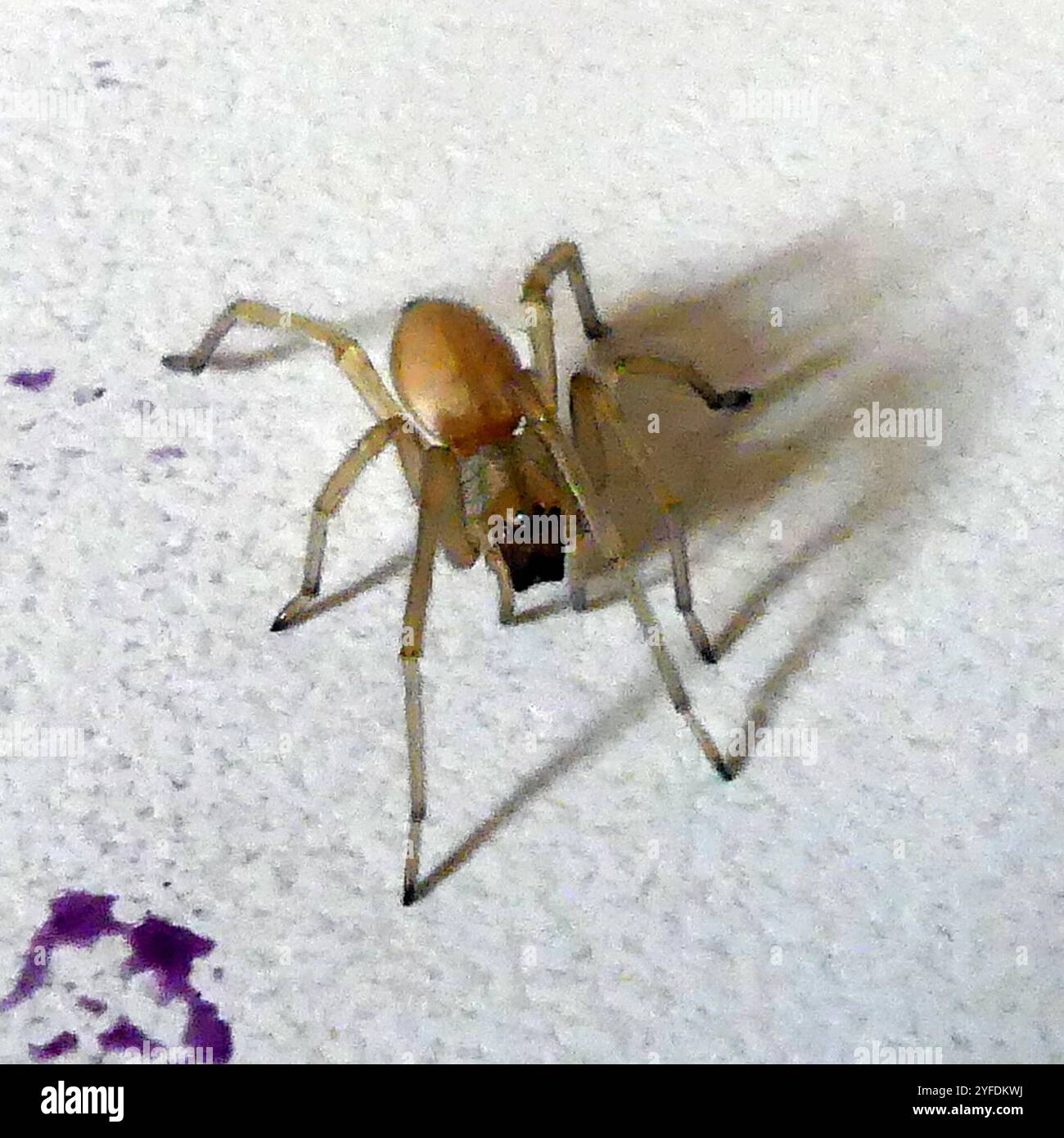 Longlegged Sac Spiders (Cheiracanthium Stock Photo - Alamy