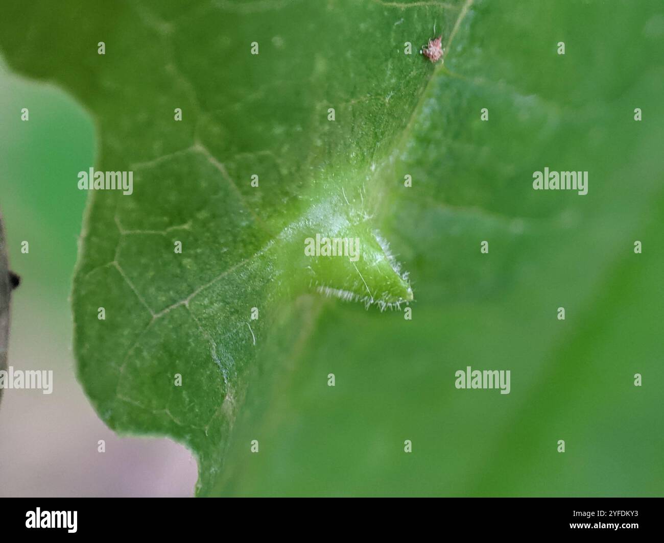 Witch-hazel Cone Gall Aphid (Hormaphis hamamelidis Stock Photo - Alamy