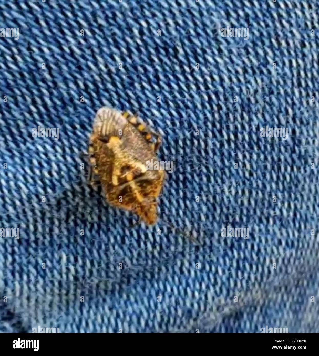 Agonoscelis puberula hi-res stock photography and images - Alamy