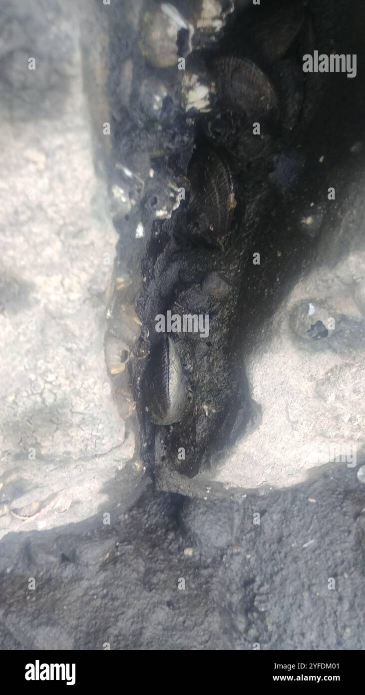 Atlantic Ribbed Mussel (Geukensia demissa Stock Photo - Alamy