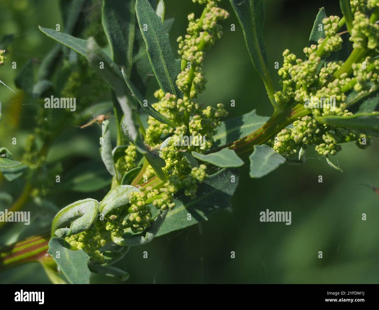 oak-leaved goosefoot (Oxybasis glauca Stock Photo - Alamy