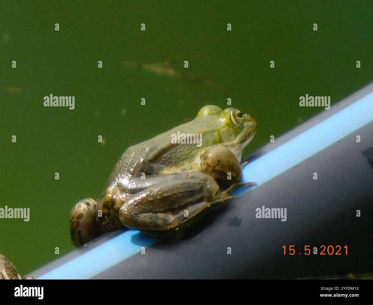 Pool frog complex and its kleptons (Pelophylax lessonae Stock Photo - Alamy