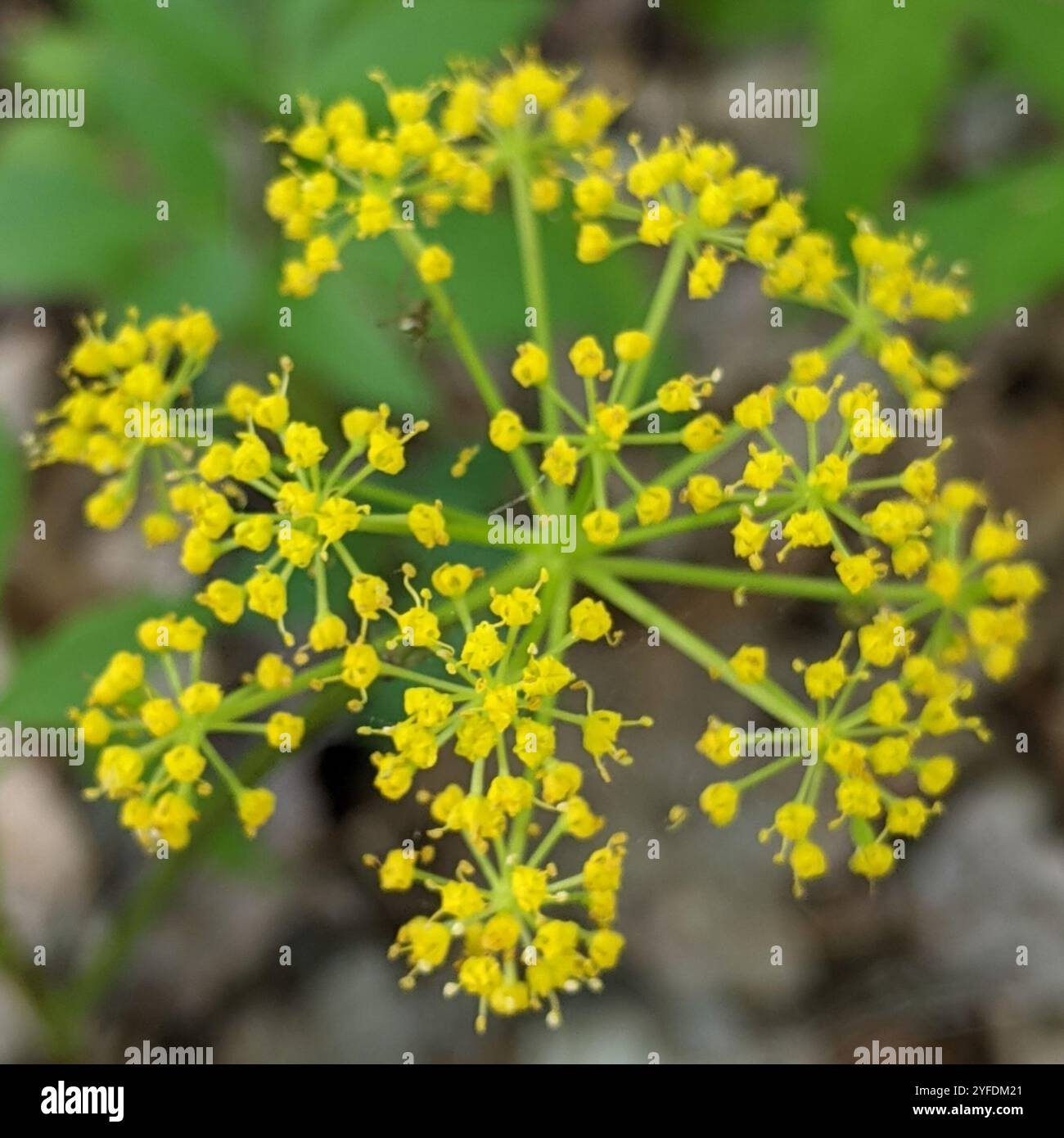 golden Alexanders (Zizia aurea Stock Photo - Alamy
