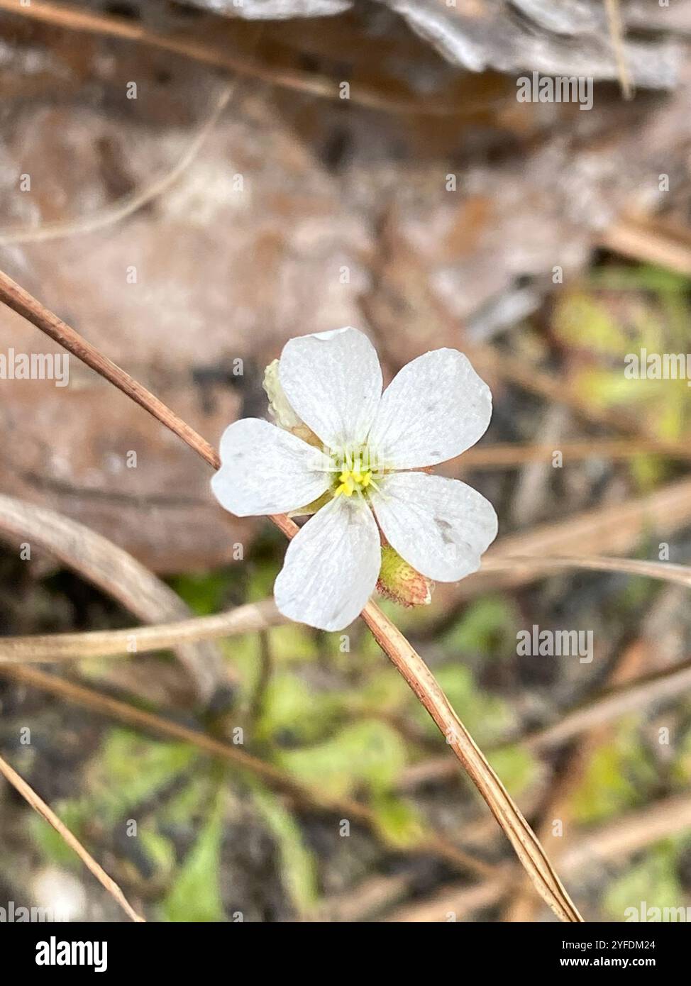 dwarf sundew (Drosera brevifolia Stock Photo - Alamy