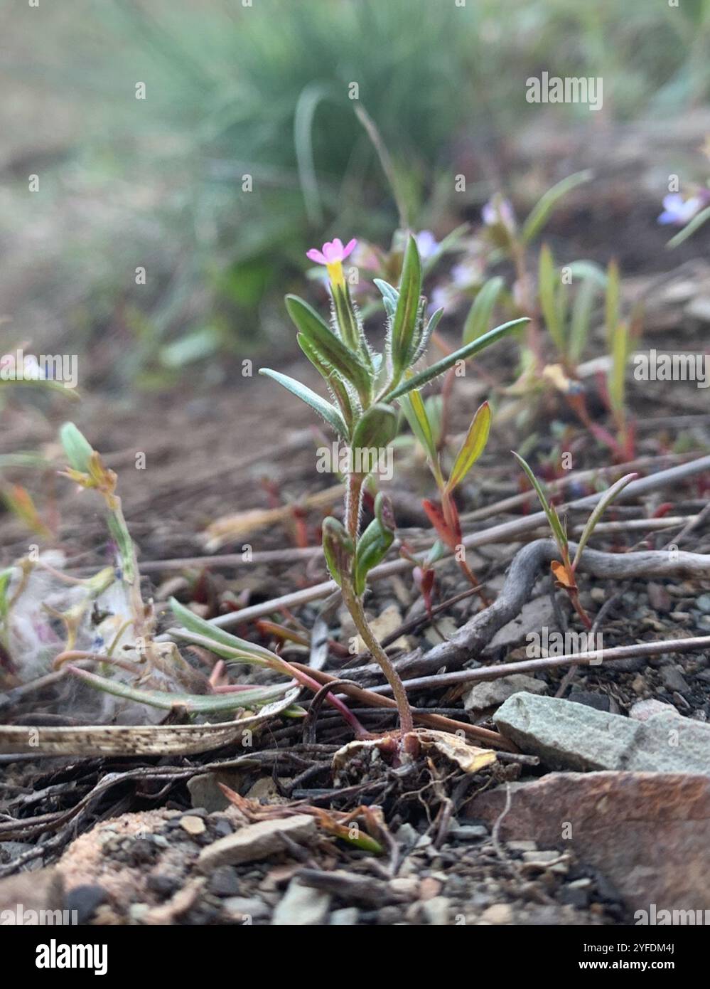 slender phlox (Microsteris gracilis Stock Photo - Alamy