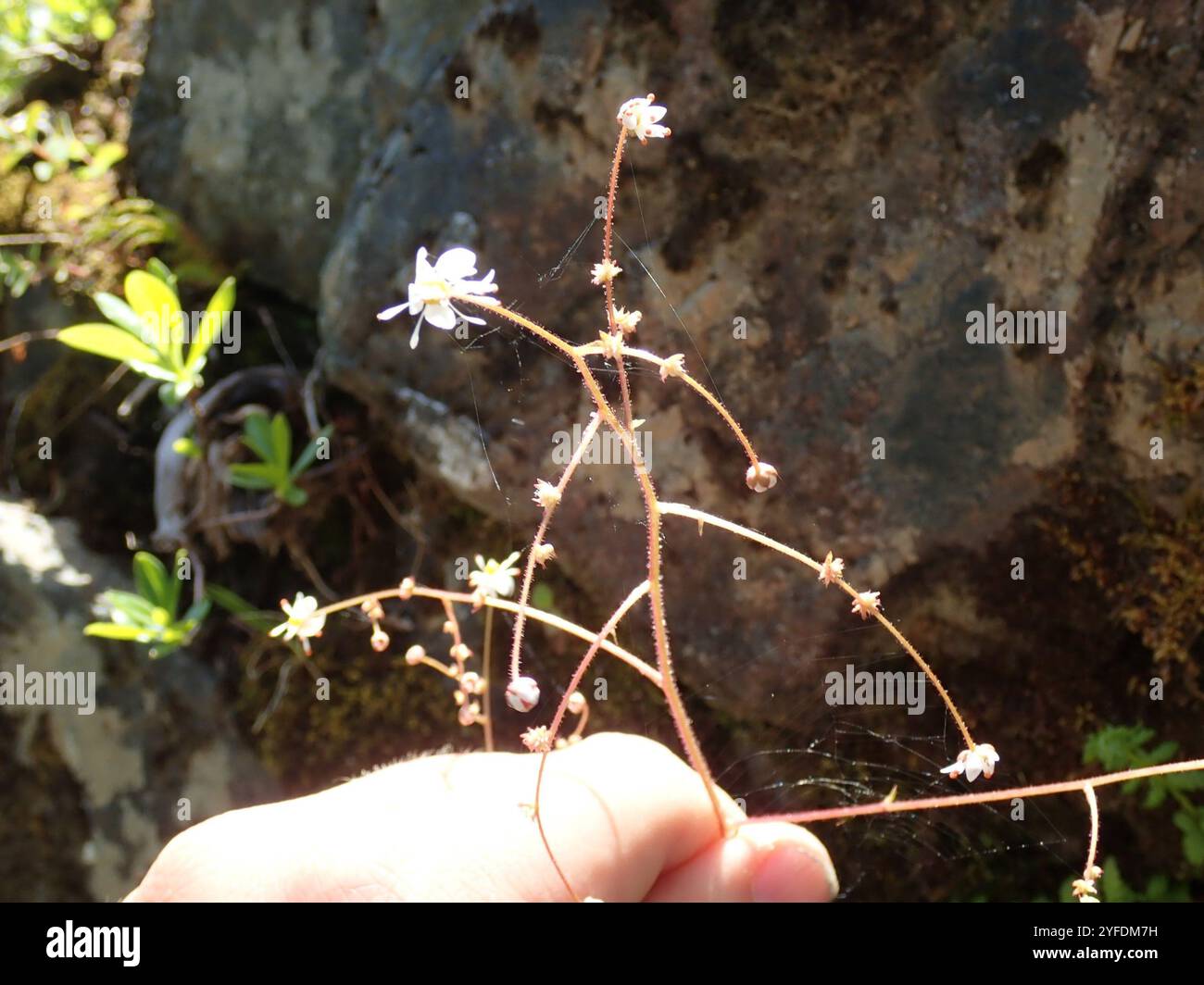 wood saxifrage (Saxifraga mertensiana Stock Photo - Alamy