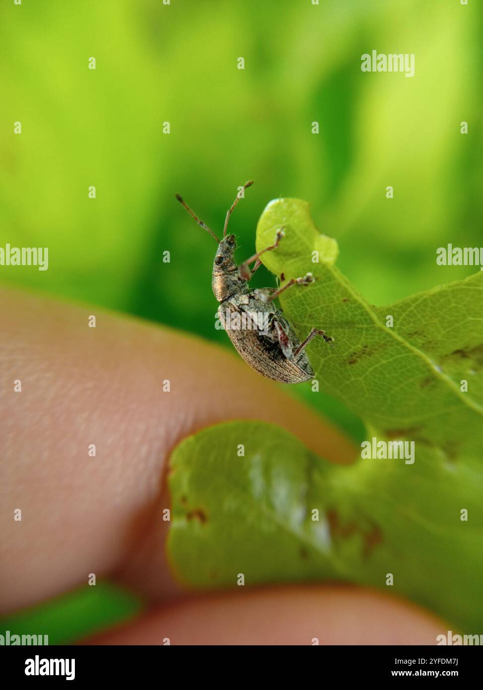 Common Leaf Weevil (Phyllobius pyri Stock Photo - Alamy