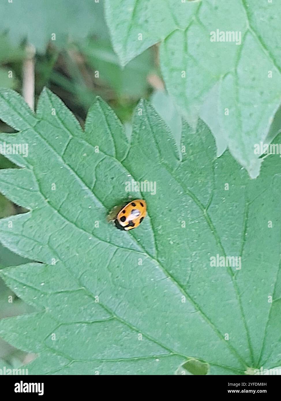 Notated Lady Beetle (Ceratomegilla notata Stock Photo - Alamy