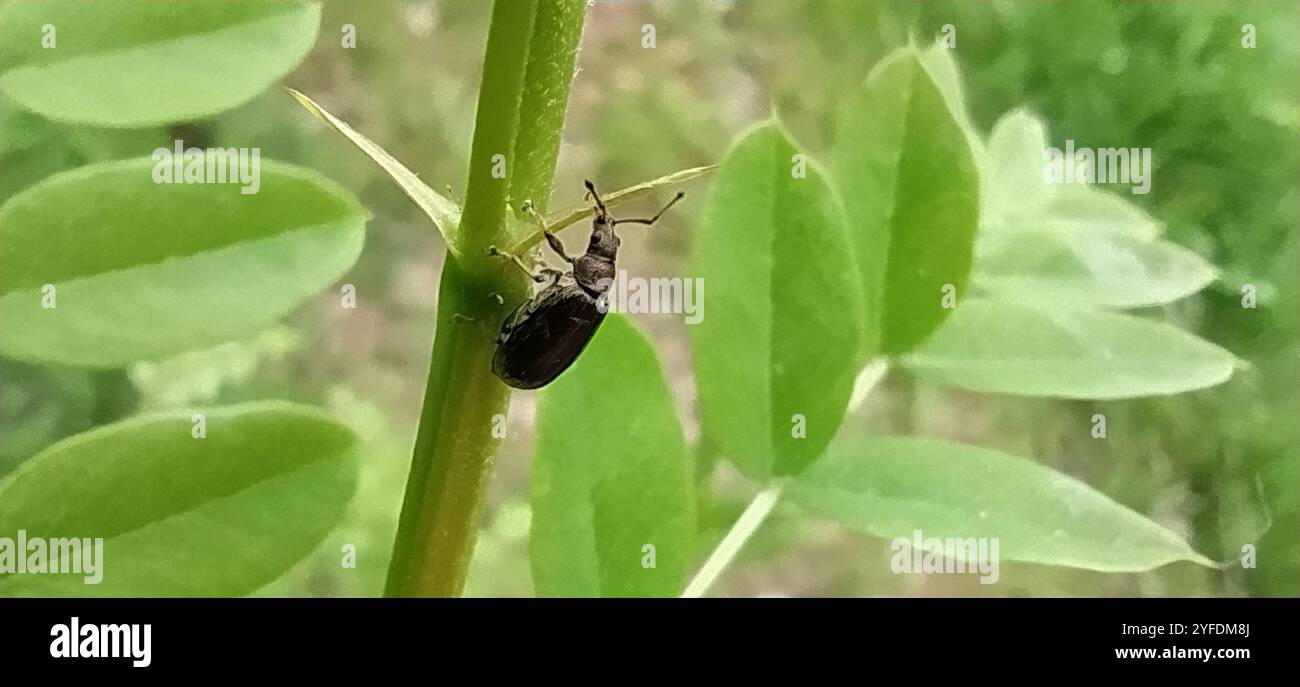 Common Leaf Weevil (Phyllobius pyri Stock Photo - Alamy