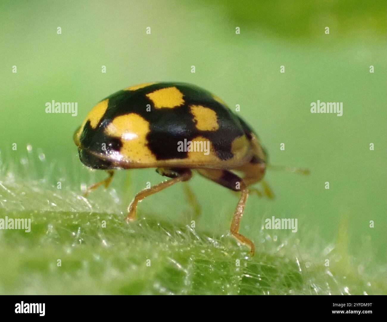 Fourteen-spotted Lady Beetle (Propylea quatuordecimpunctata Stock Photo ...