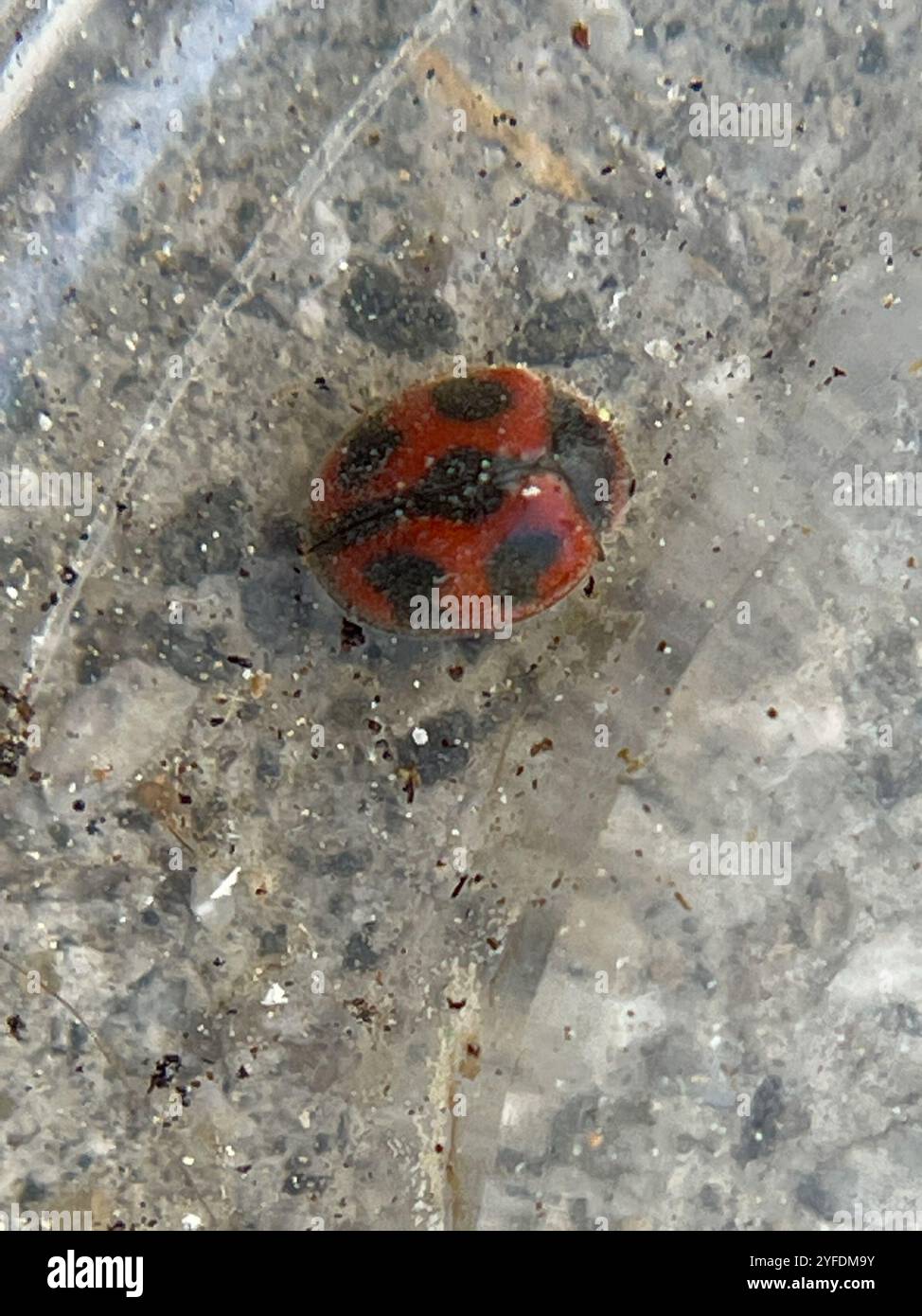 Vedalia beetle hi-res stock photography and images - Alamy