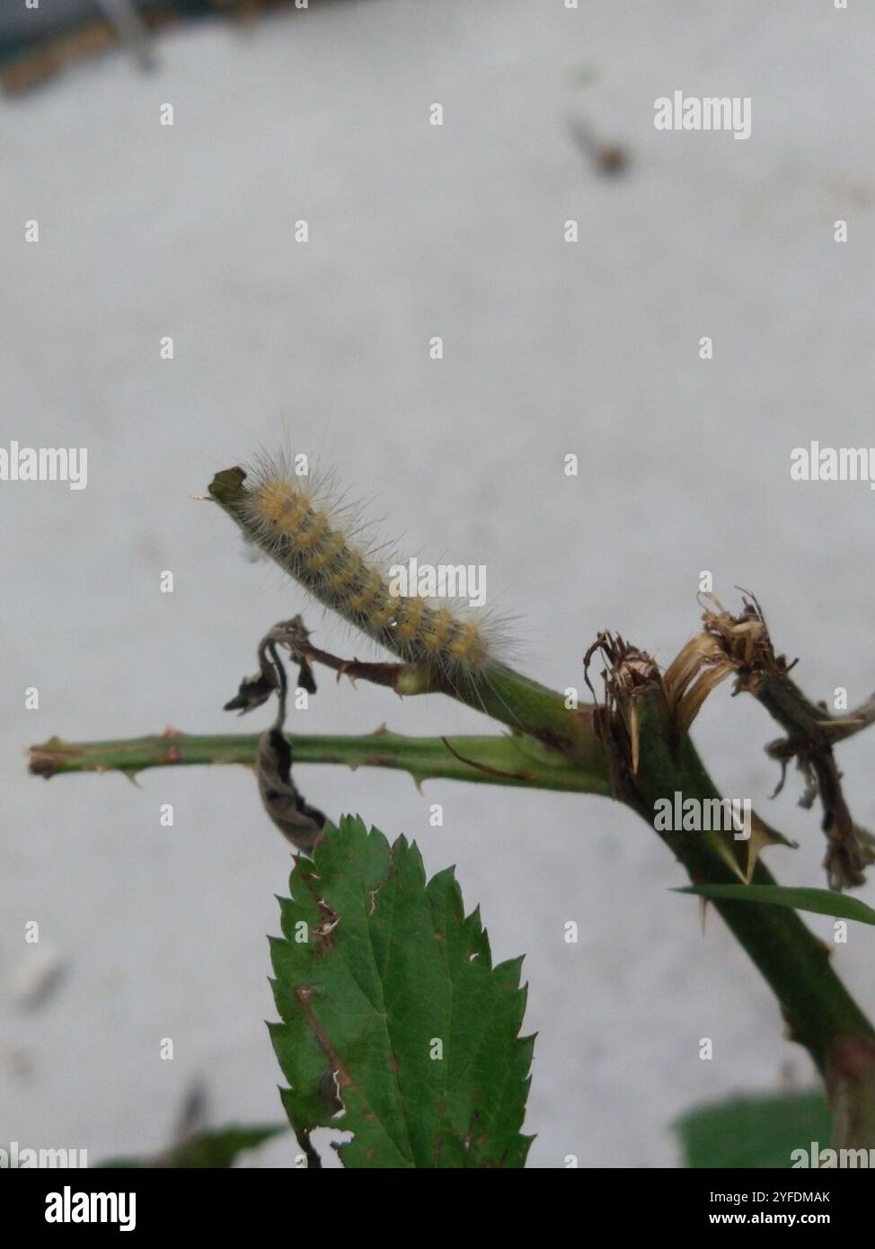 Salt Marsh Moth (Estigmene acrea Stock Photo - Alamy