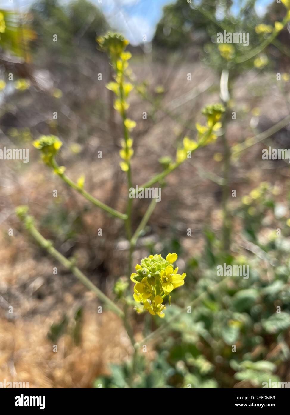 mustard family (Brassicaceae Stock Photo - Alamy