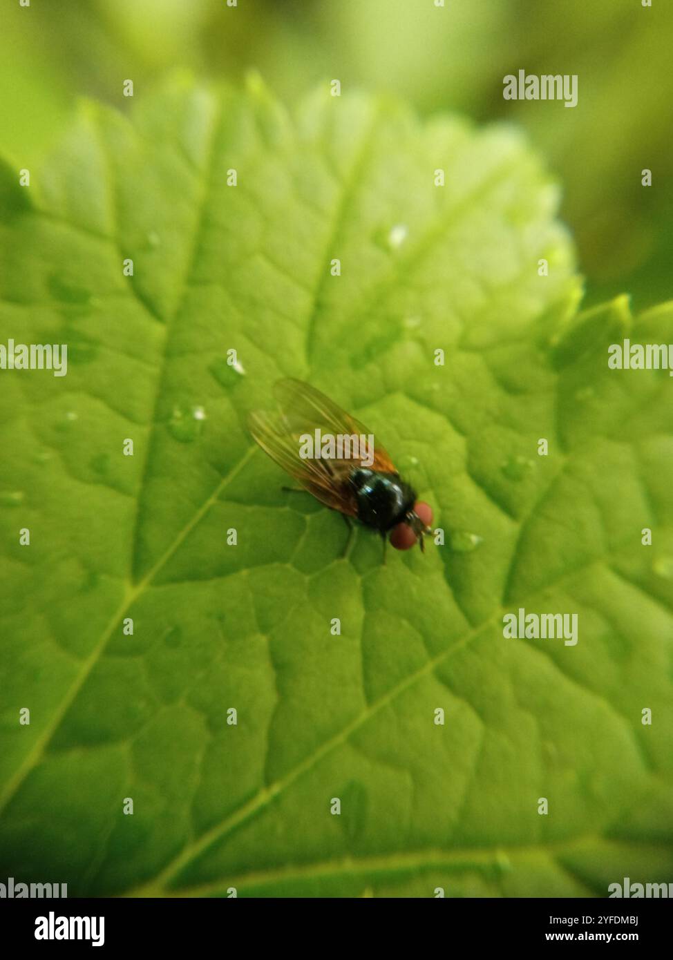 Lance flies hi-res stock photography and images - Alamy