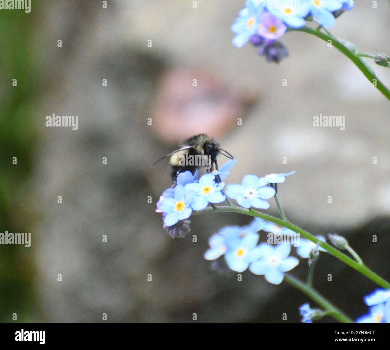 Sitka Bumble Bee (Bombus sitkensis Stock Photo - Alamy