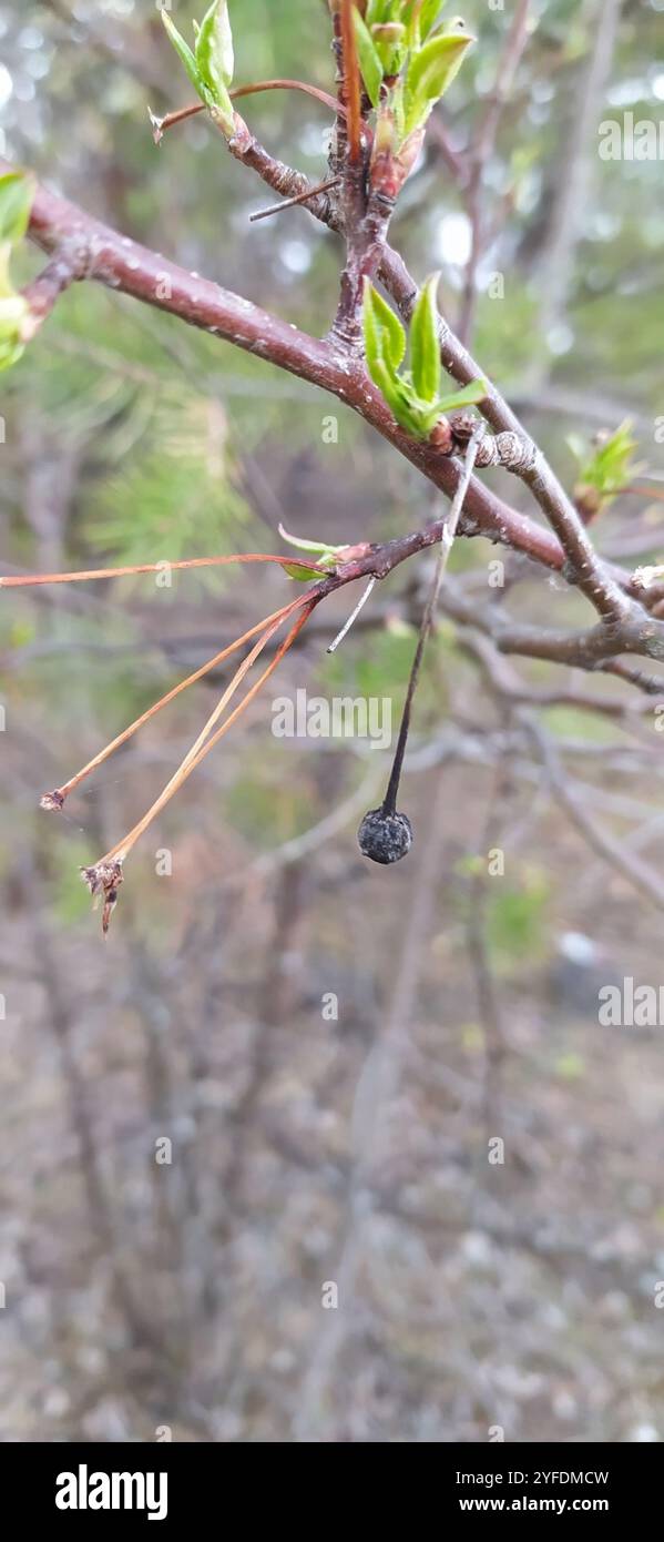 Siberian crabapple (Malus baccata Stock Photo - Alamy