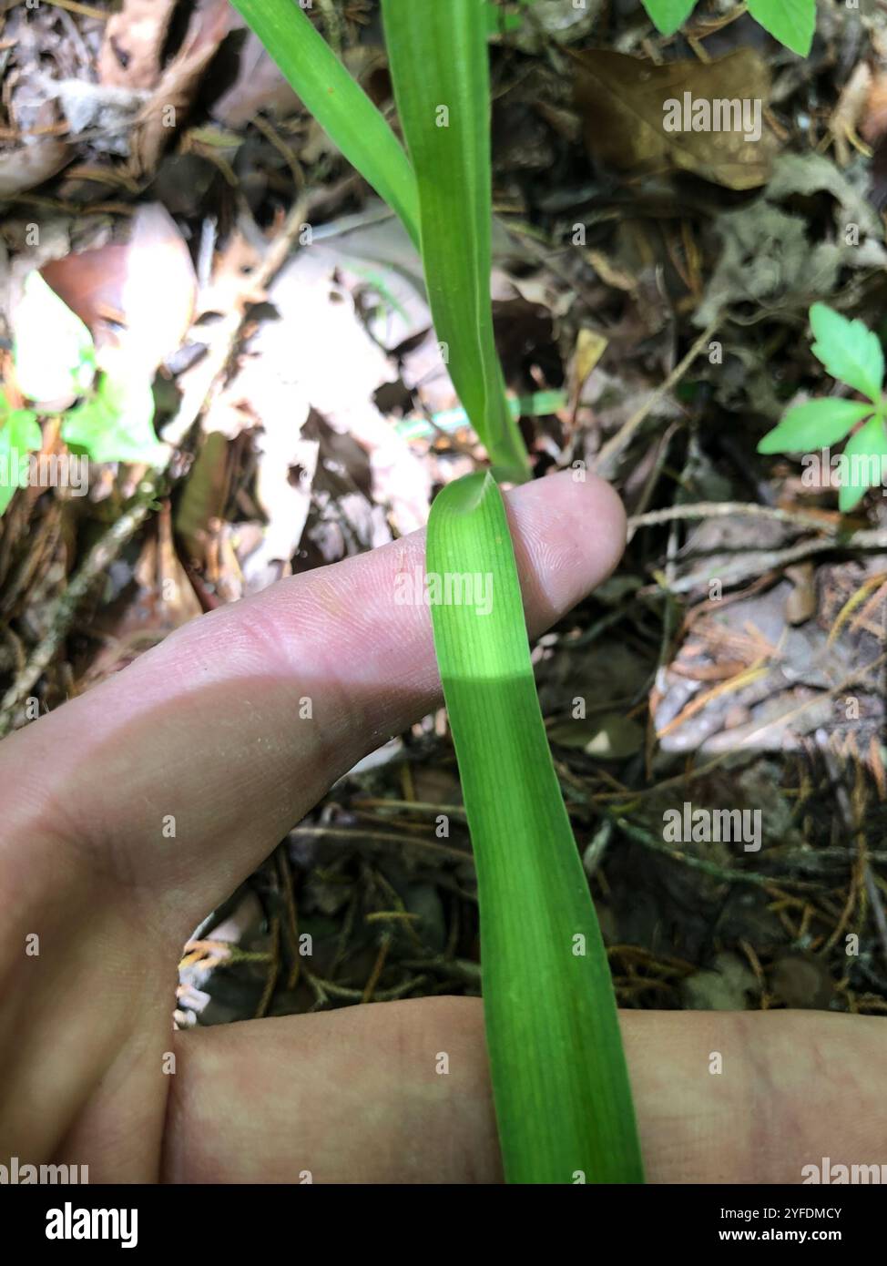 Eastern False Aloe (Manfreda virginica Stock Photo - Alamy