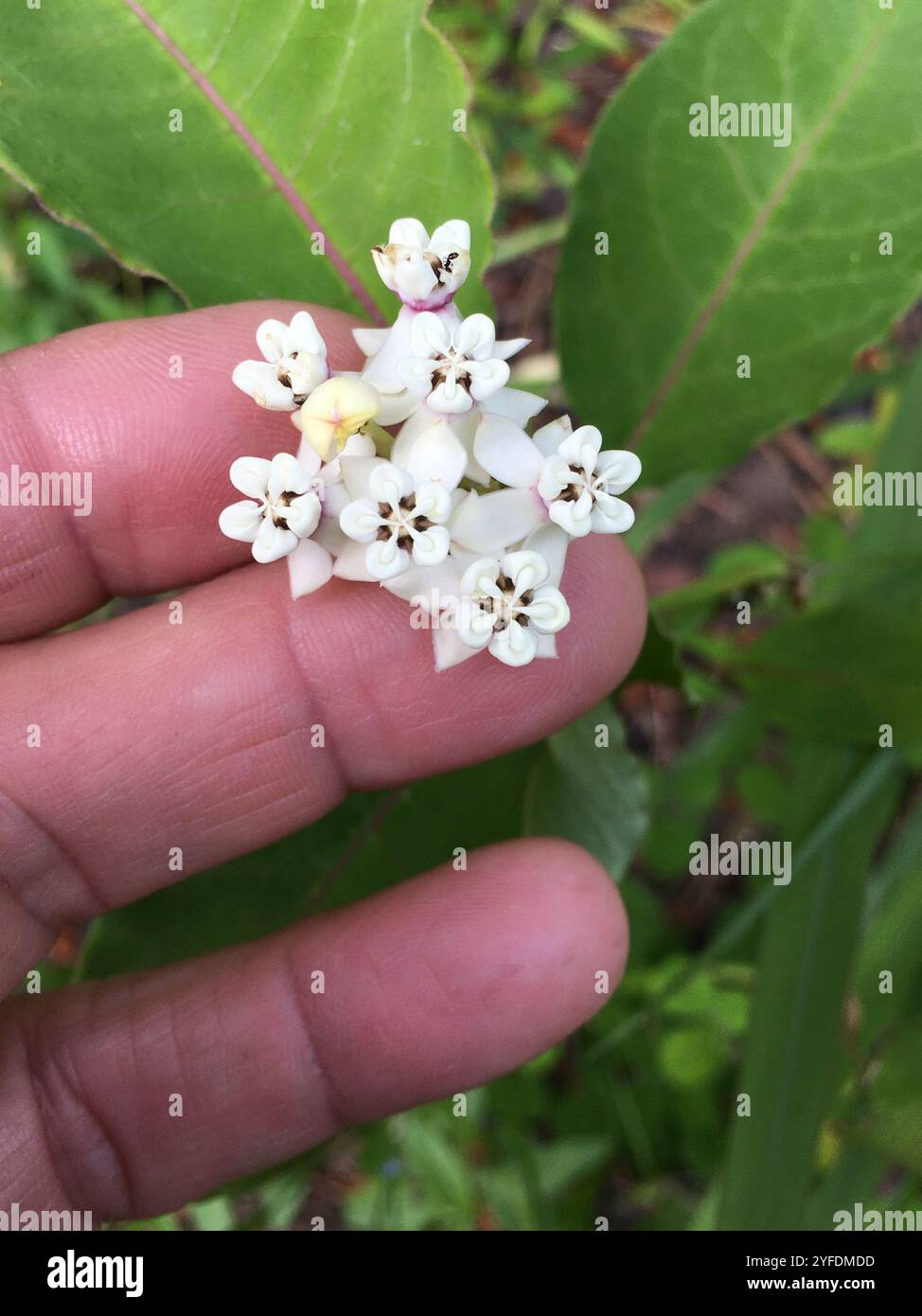 redring milkweed (Asclepias variegata Stock Photo - Alamy