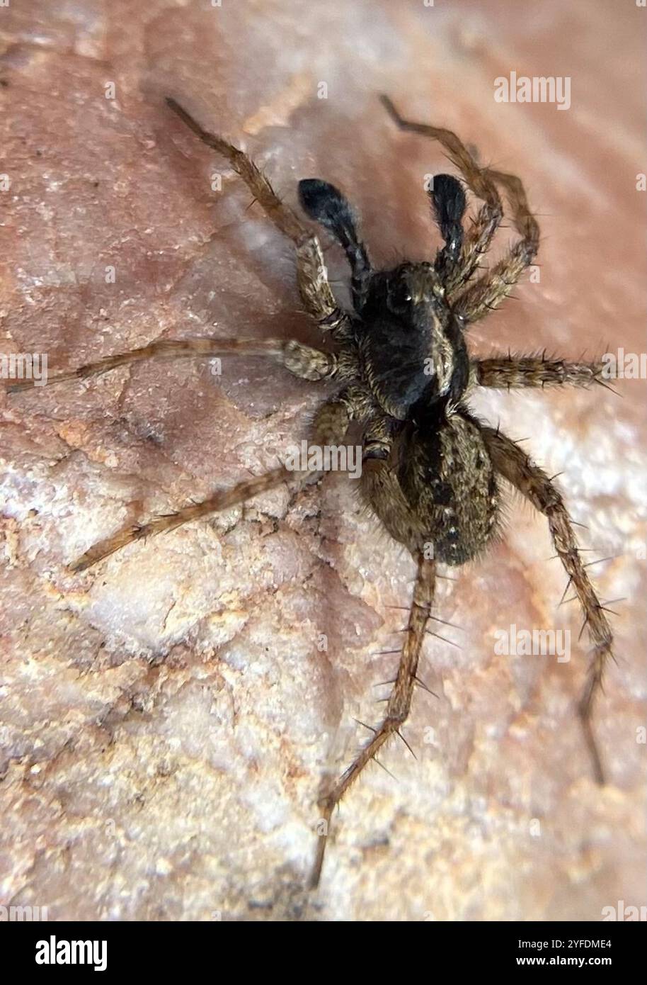 Thin-legged Wolf Spiders (Pardosa Stock Photo - Alamy