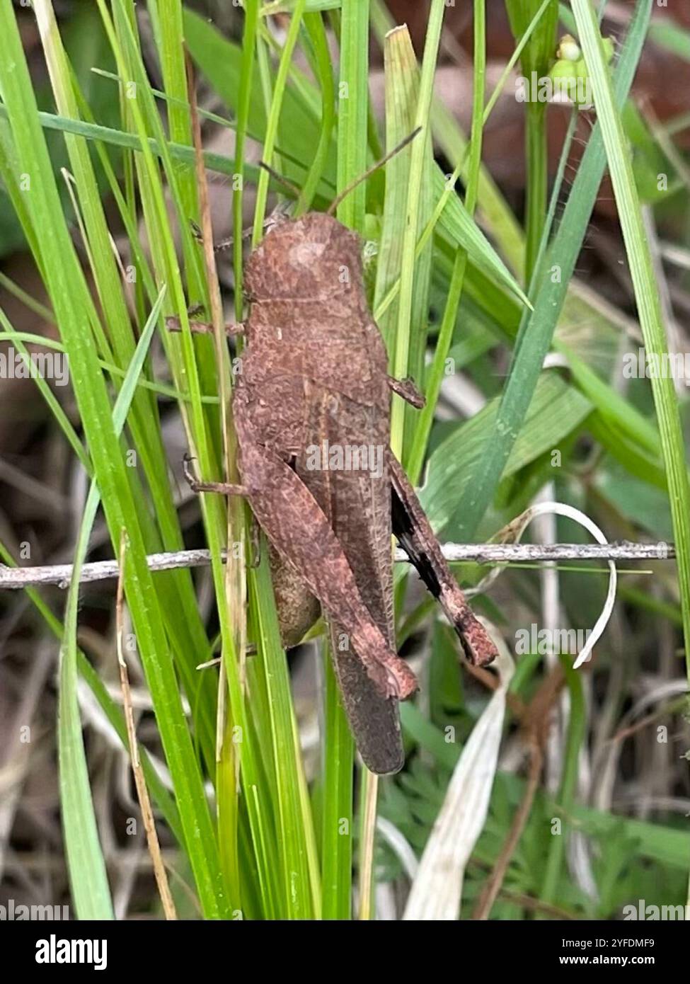 Sulphur-winged Grasshopper (Arphia sulphurea Stock Photo - Alamy