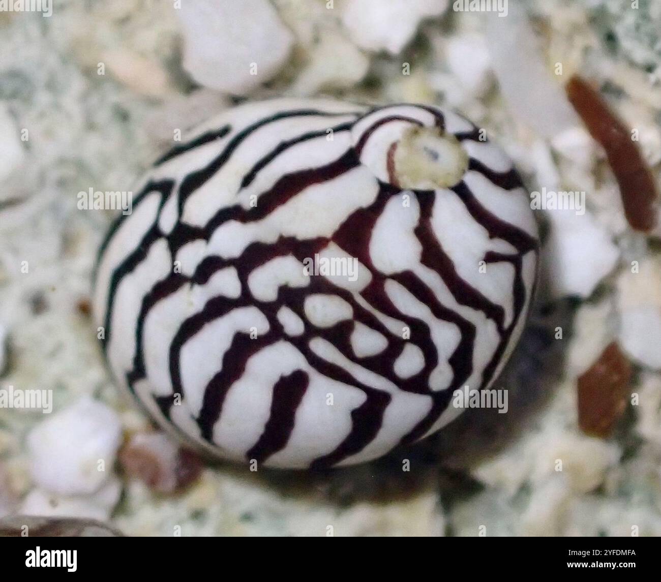 Zebra Nerite (Puperita pupa Stock Photo - Alamy