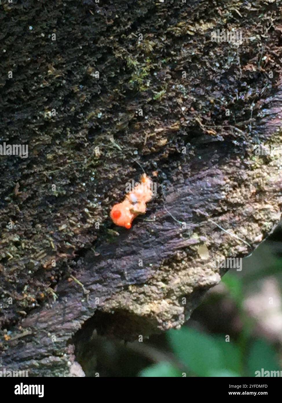 Wolf's Milk (Lycogala epidendrum Stock Photo - Alamy