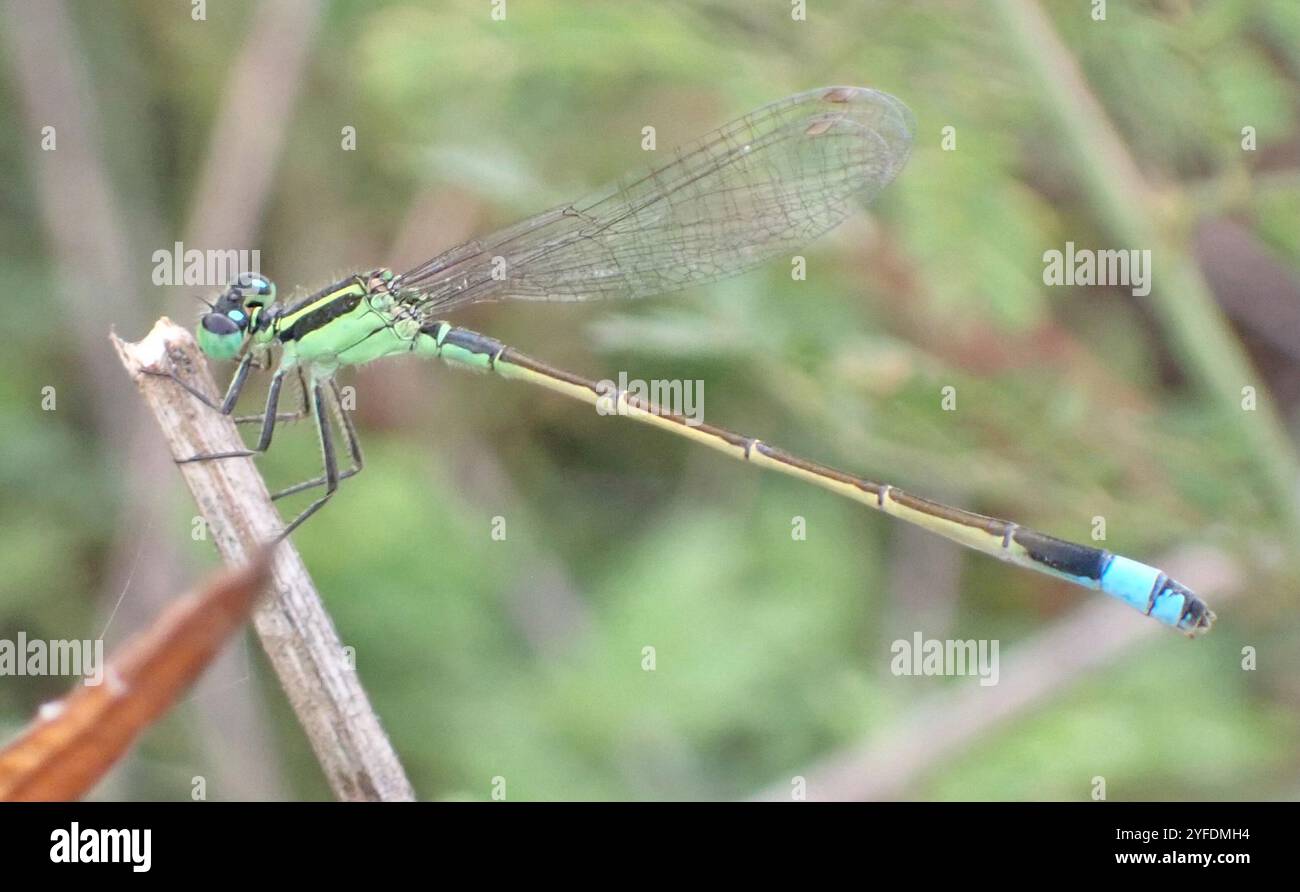 Rambur's Forktail (Ischnura ramburii Stock Photo - Alamy