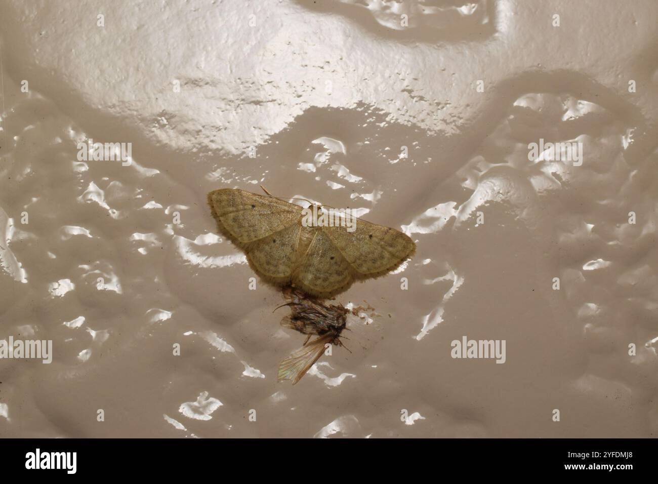 Small fan footed wave hi-res stock photography and images - Alamy