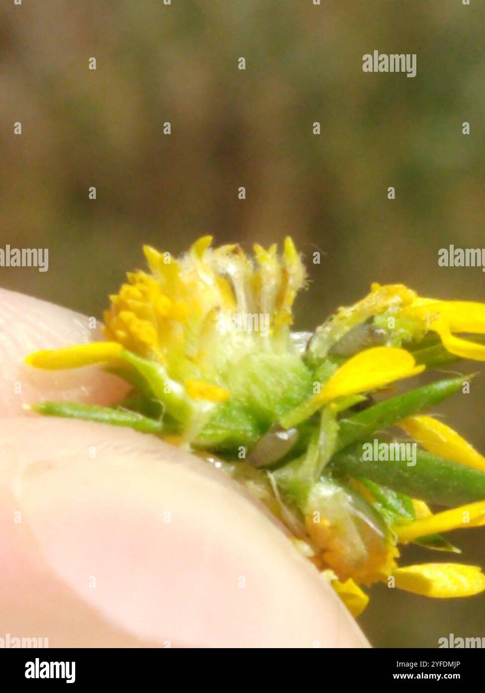 smooth tarplant (Centromadia pungens laevis Stock Photo - Alamy