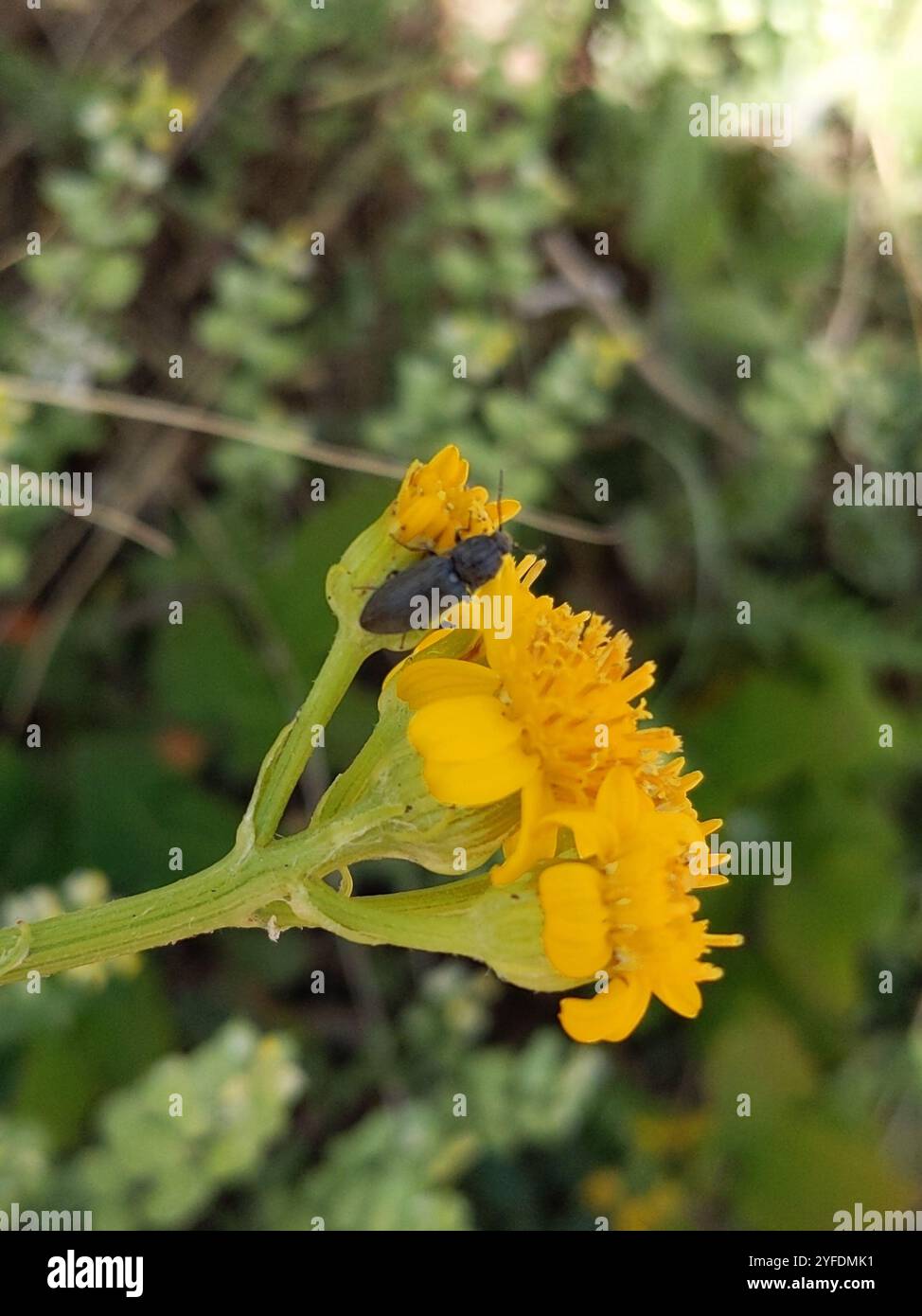 Click Beetles (Elateridae Stock Photo - Alamy