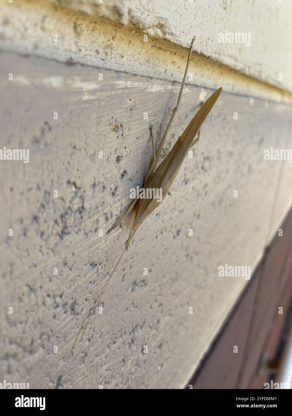 Irritating Grasshopper (Euconocephalus nasutus Stock Photo - Alamy