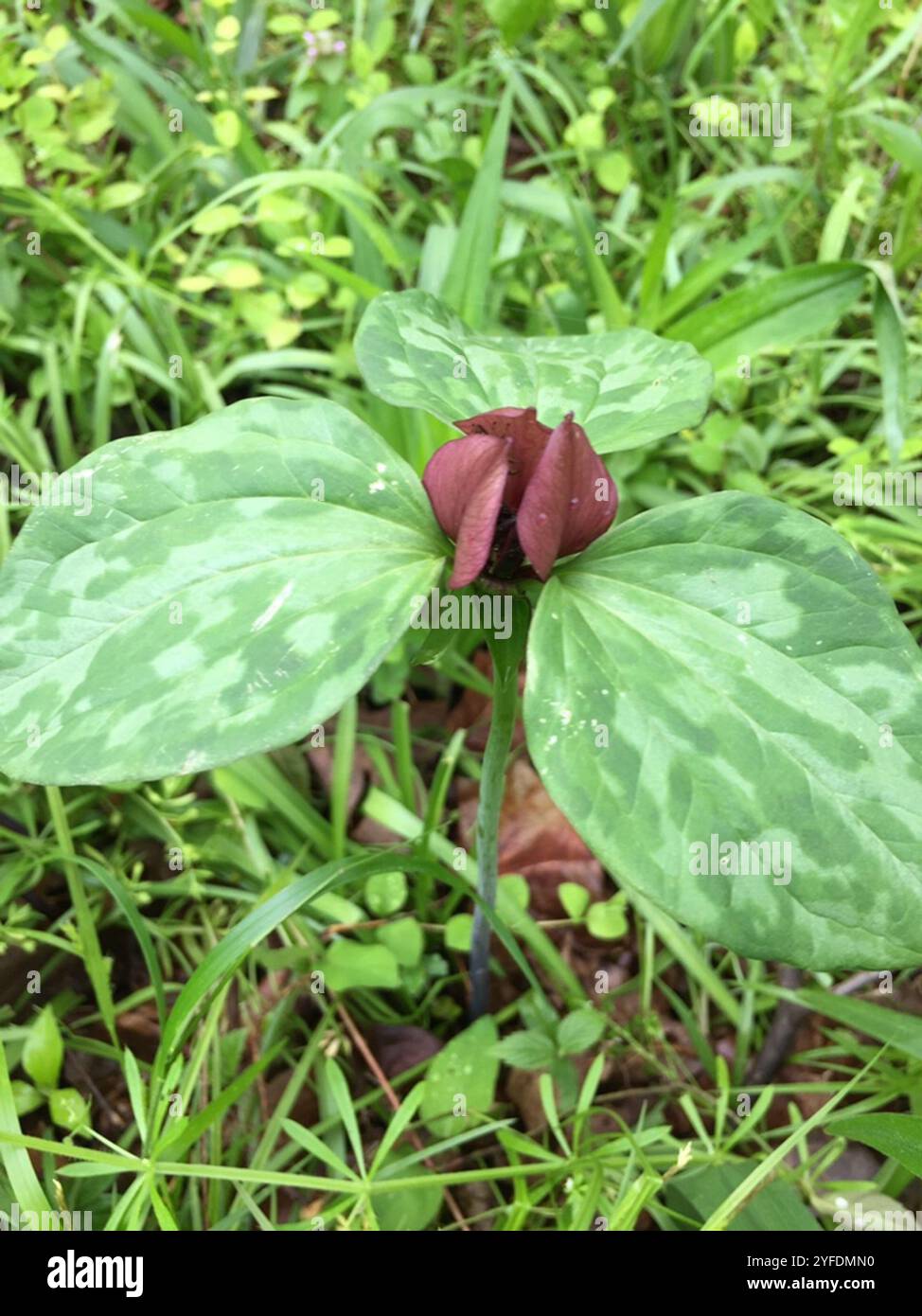 prairie trillium (Trillium recurvatum Stock Photo - Alamy