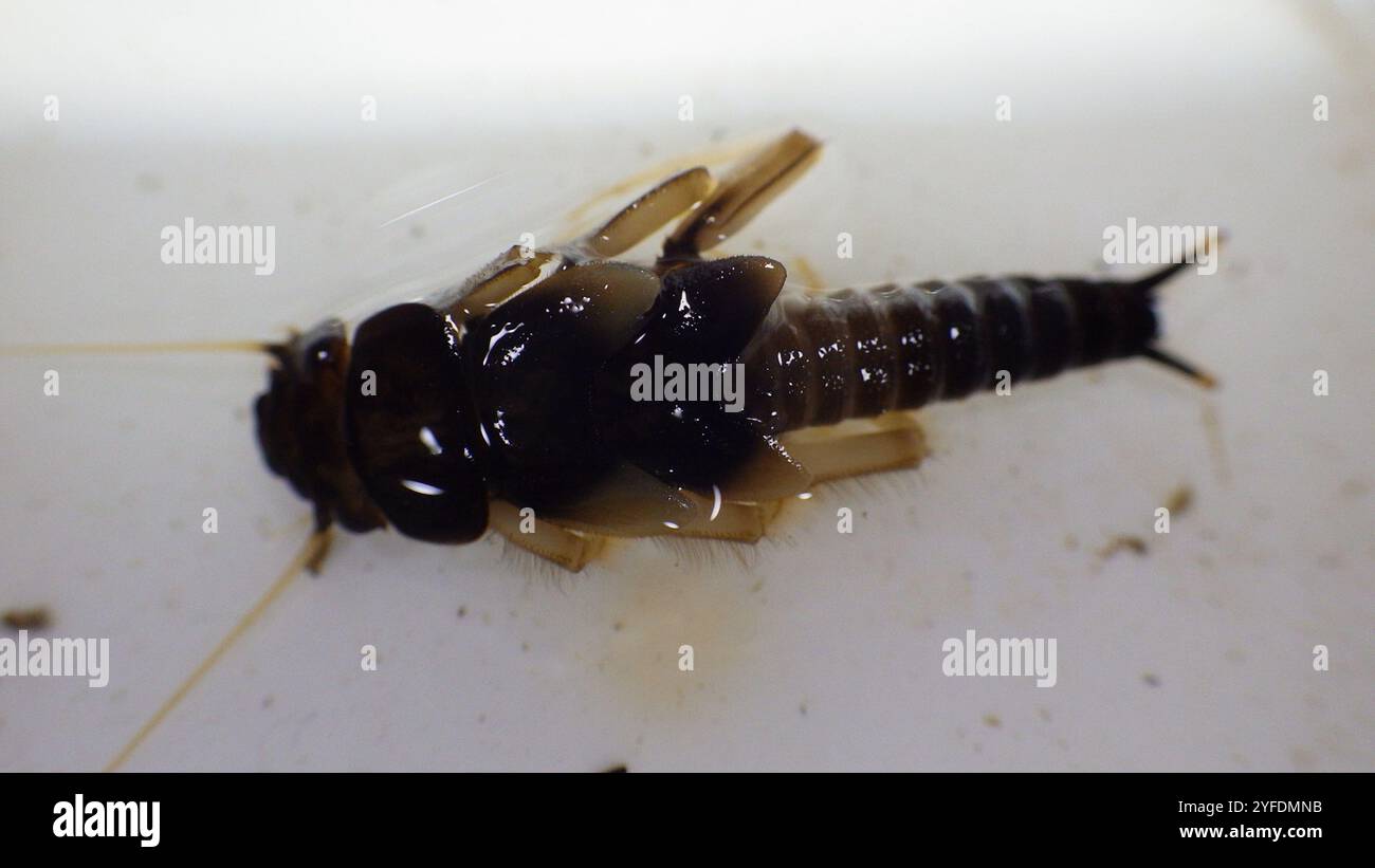 Common Stoneflies (Perlidae Stock Photo - Alamy