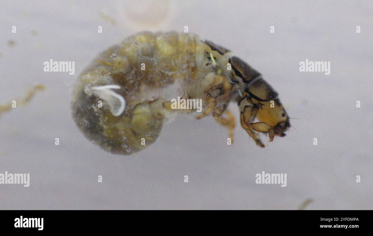 Hydropsyche hi-res stock photography and images - Alamy