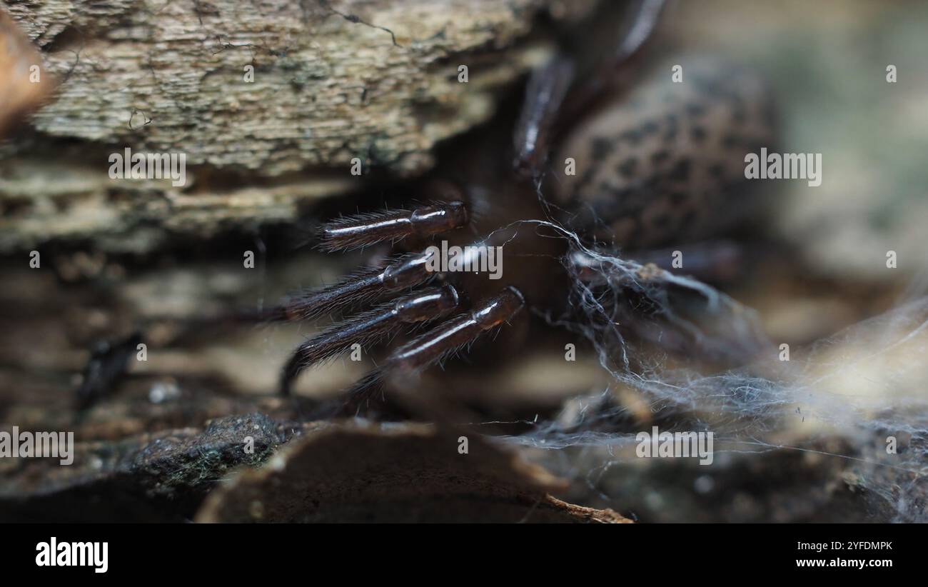 Comb-tailed Spiders (Hahniidae Stock Photo - Alamy