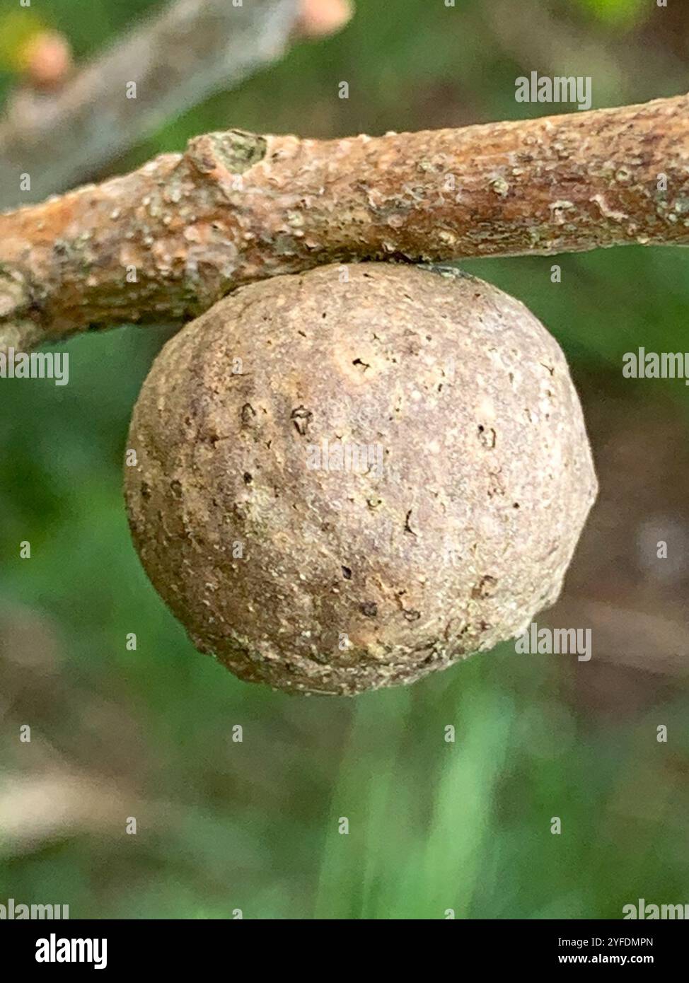 Oak Marble Gall Wasp (Andricus kollari Stock Photo - Alamy