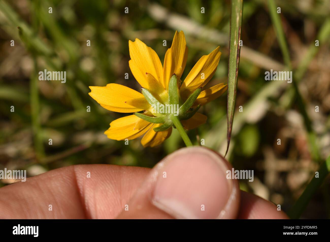 lobed coreopsis (Coreopsis auriculata Stock Photo - Alamy