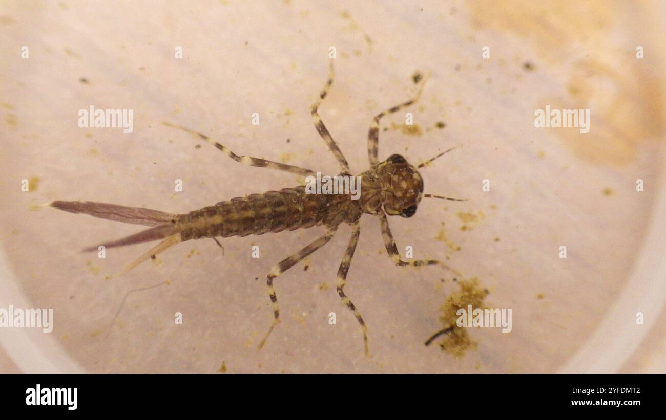Narrow-winged Damselflies (Coenagrionidae Stock Photo - Alamy