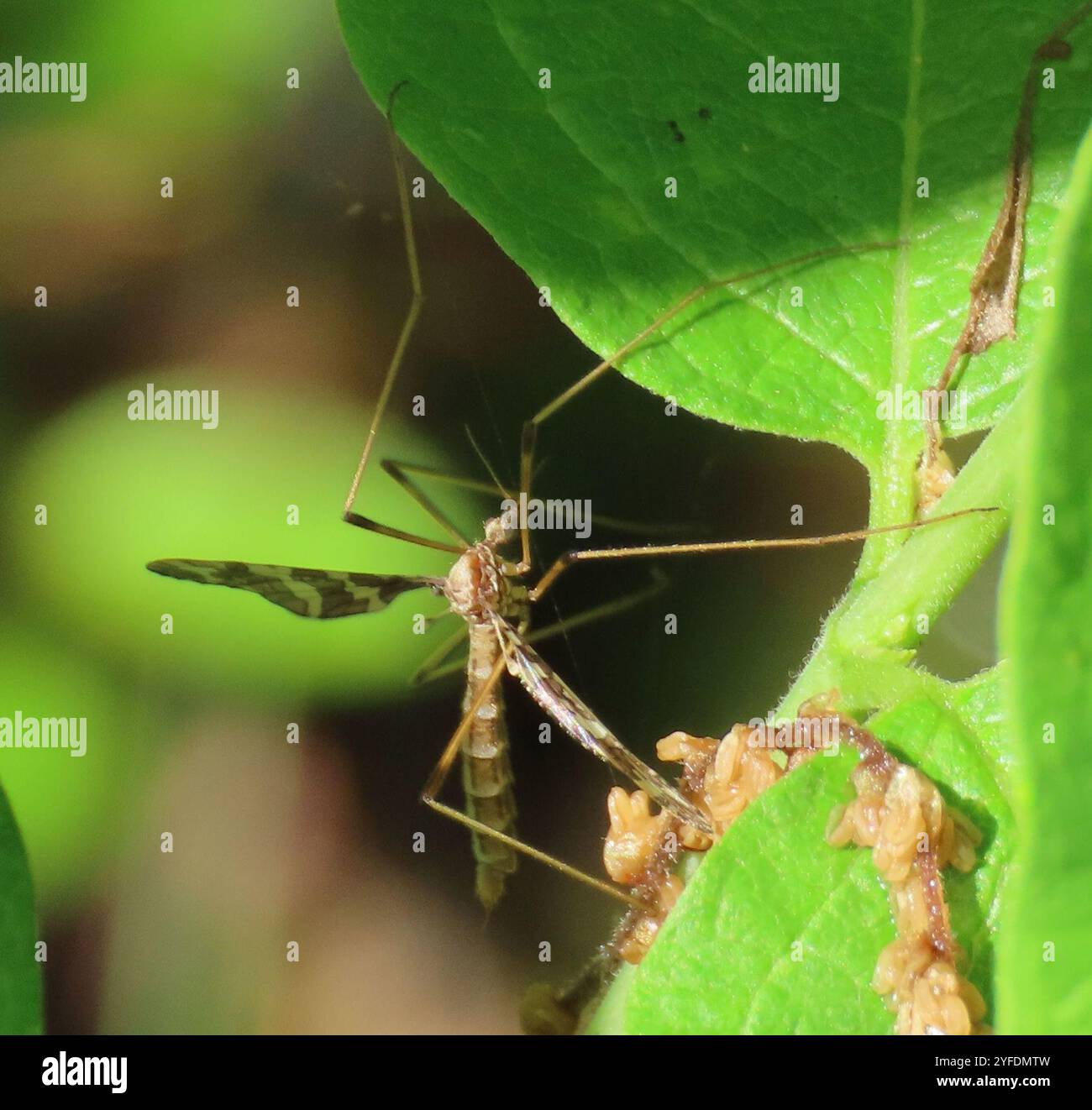 Band-winged Crane Fly (Epiphragma fasciapenne Stock Photo - Alamy