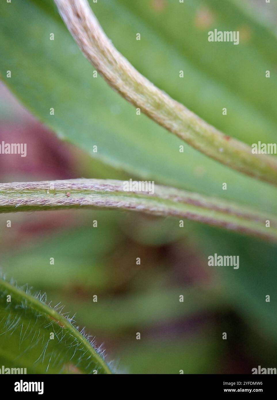 ribwort plantain (Plantago lanceolata Stock Photo - Alamy